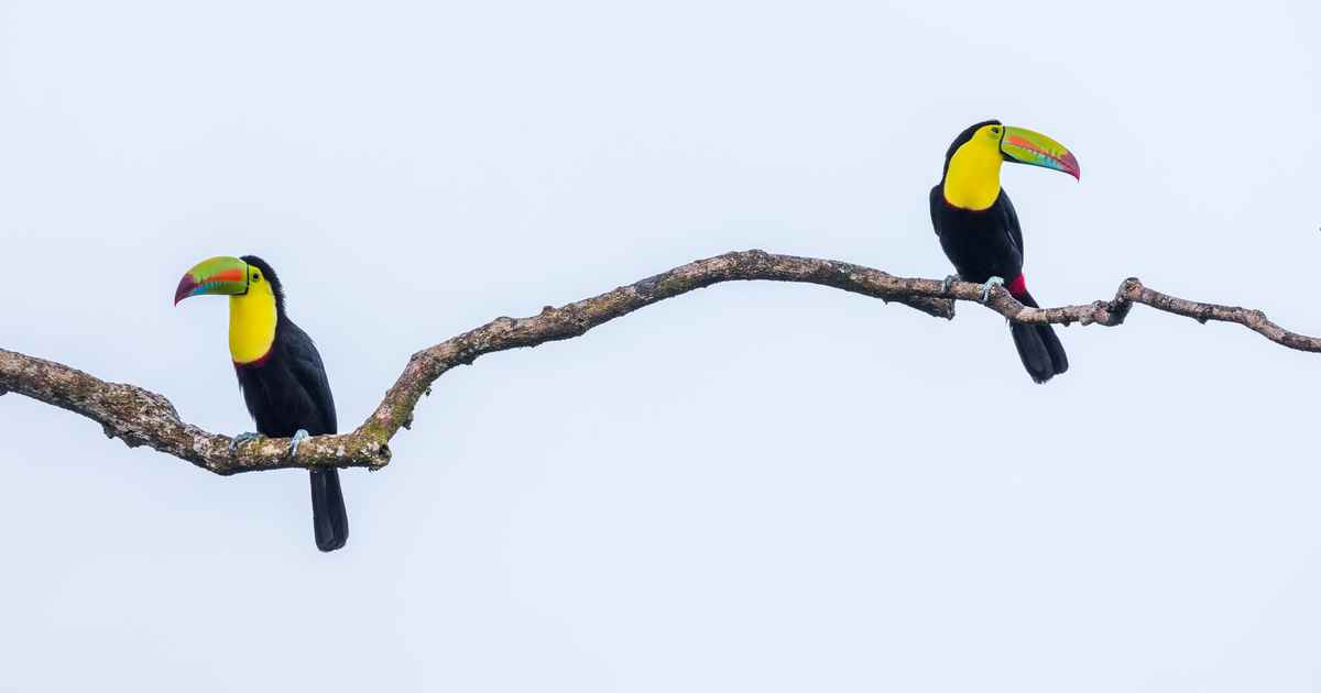 Serial Verb Constructions across Modalities - ACLC - University of ...